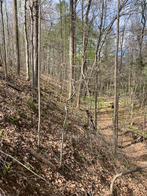 Top of Bluff looking west – Wake Forest Conservation
